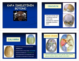 1 kafaiskeletibutunu-2015 [uyumluluk modu] | PPT