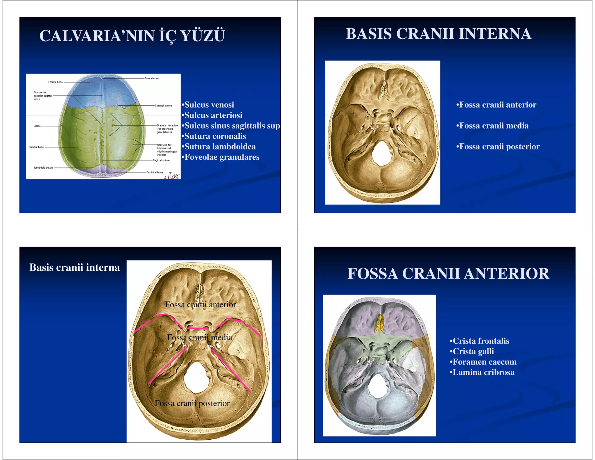 1 kafaiskeletibutunu-dis-3-2015 | PDF