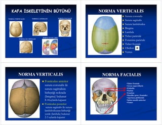 1 kafaiskeletibutunu-dis-3-2015 | PDF