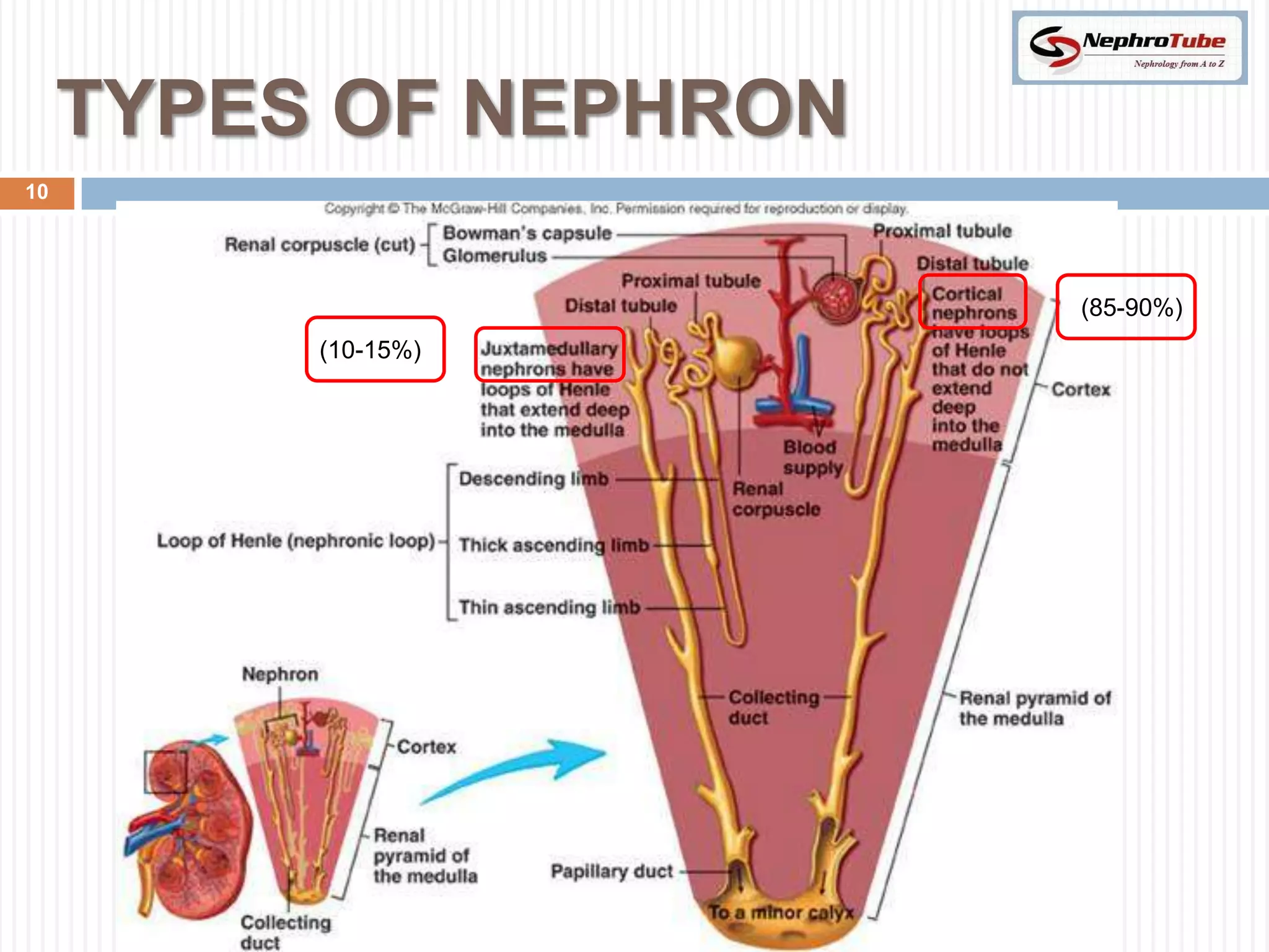 Renal Physiology (I) - Kidney Function & Physiological Anatomy - Dr ...