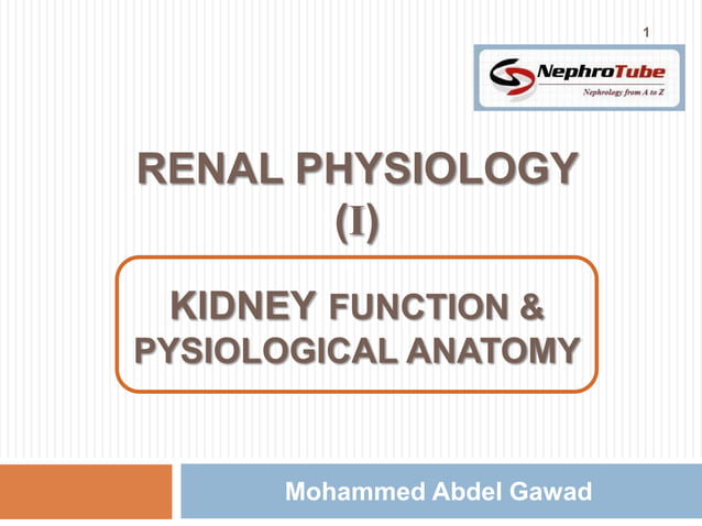 Renal Physiology (I) - Kidney Function & Physiological Anatomy - Dr ...