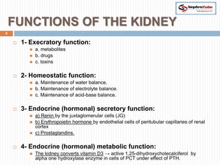 Renal Physiology (I) - Kidney Function & Physiological Anatomy - Dr ...