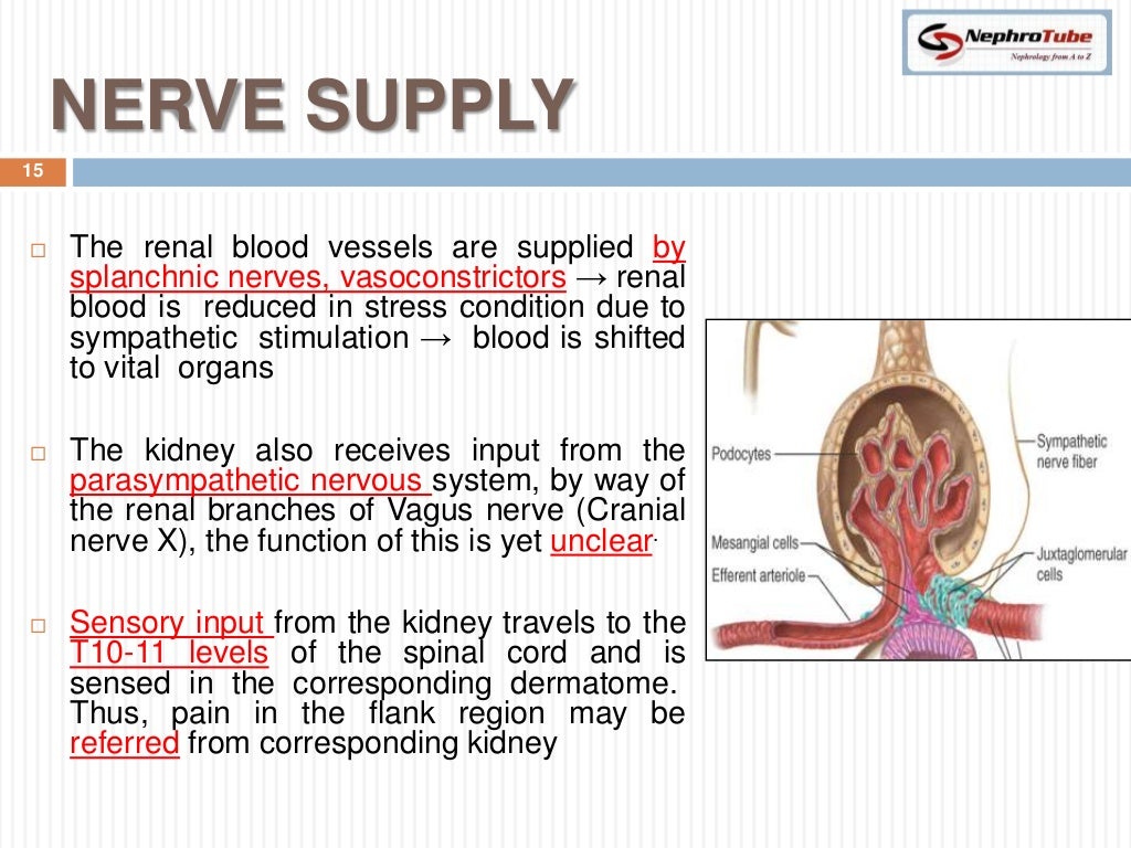 Renal Physiology (I) - Kidney Function & Physiological Anatomy - Dr.