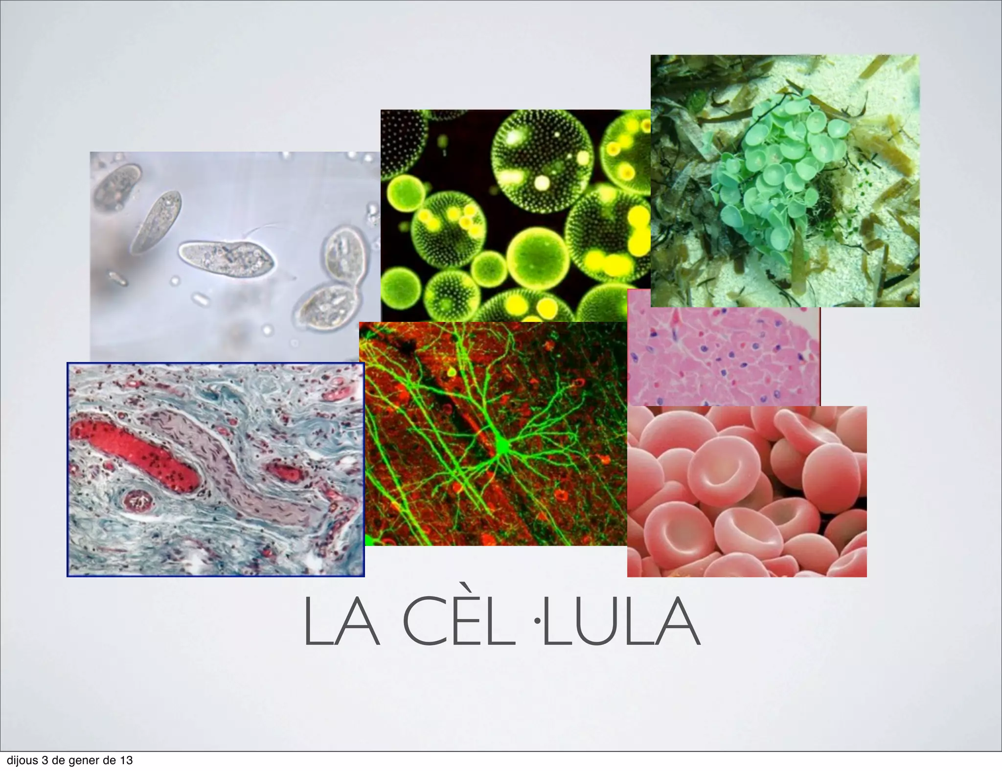 28. La teoria cel·lular | PDF