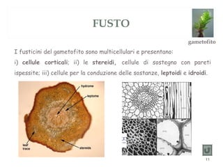 Le Briofite | PPT