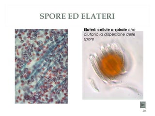 Le Briofite | PPT