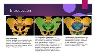 Lecture The Pelvic Girdle Osteology Dr Hira | PPTX