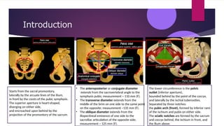 Lecture The Pelvic Girdle Osteology Dr Hira | PPTX