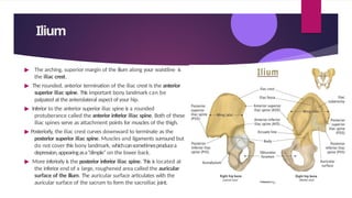 Lecture The Pelvic Girdle Osteology Dr Hira | PPTX