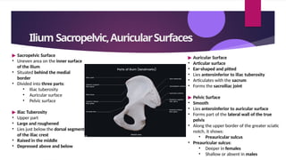 Lecture The Pelvic Girdle Osteology Dr Hira | PPTX