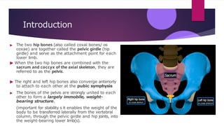 Lecture The Pelvic Girdle Osteology Dr Hira | PPTX