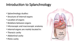 Comprehensive Anatomy of the Digestive System and Related Internal ...