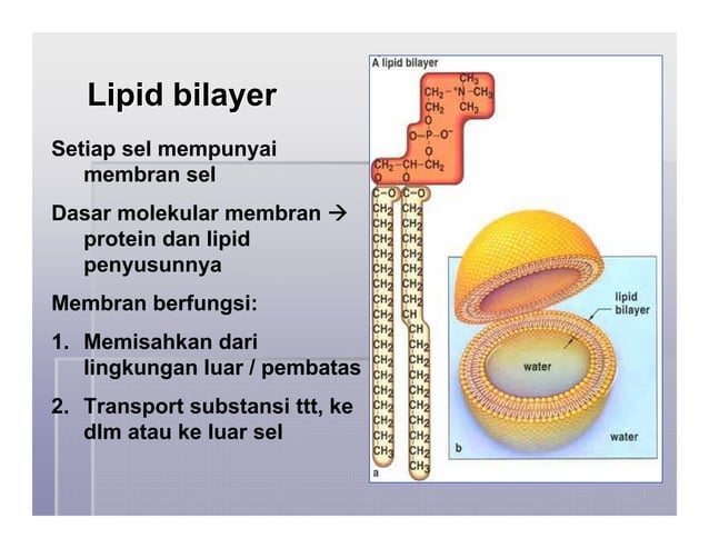lipid | PPT