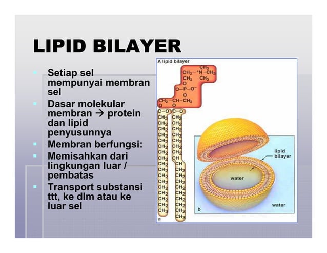 lipid | PPT