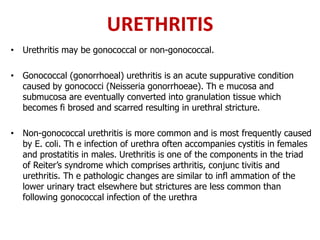 LOWER URINARY TRACT | PPTX