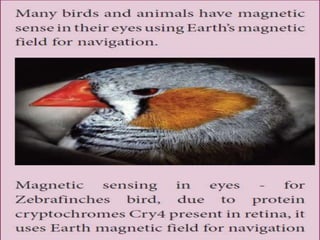 1 magnetism and magnetic effects of electric current | PPTX