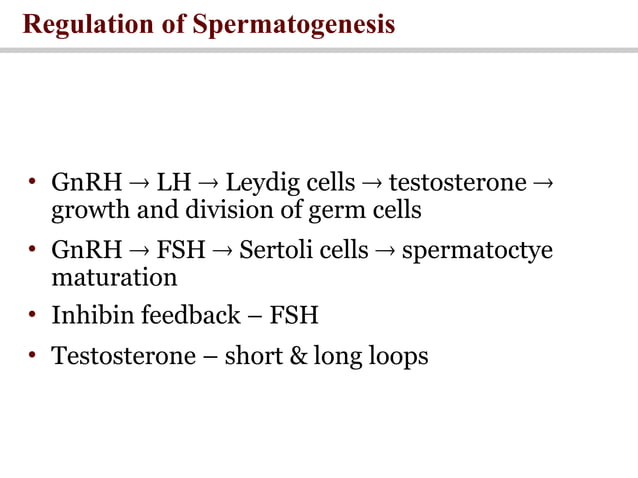 1 Male Reproductive Ppt Free Downloadddf Ppt
