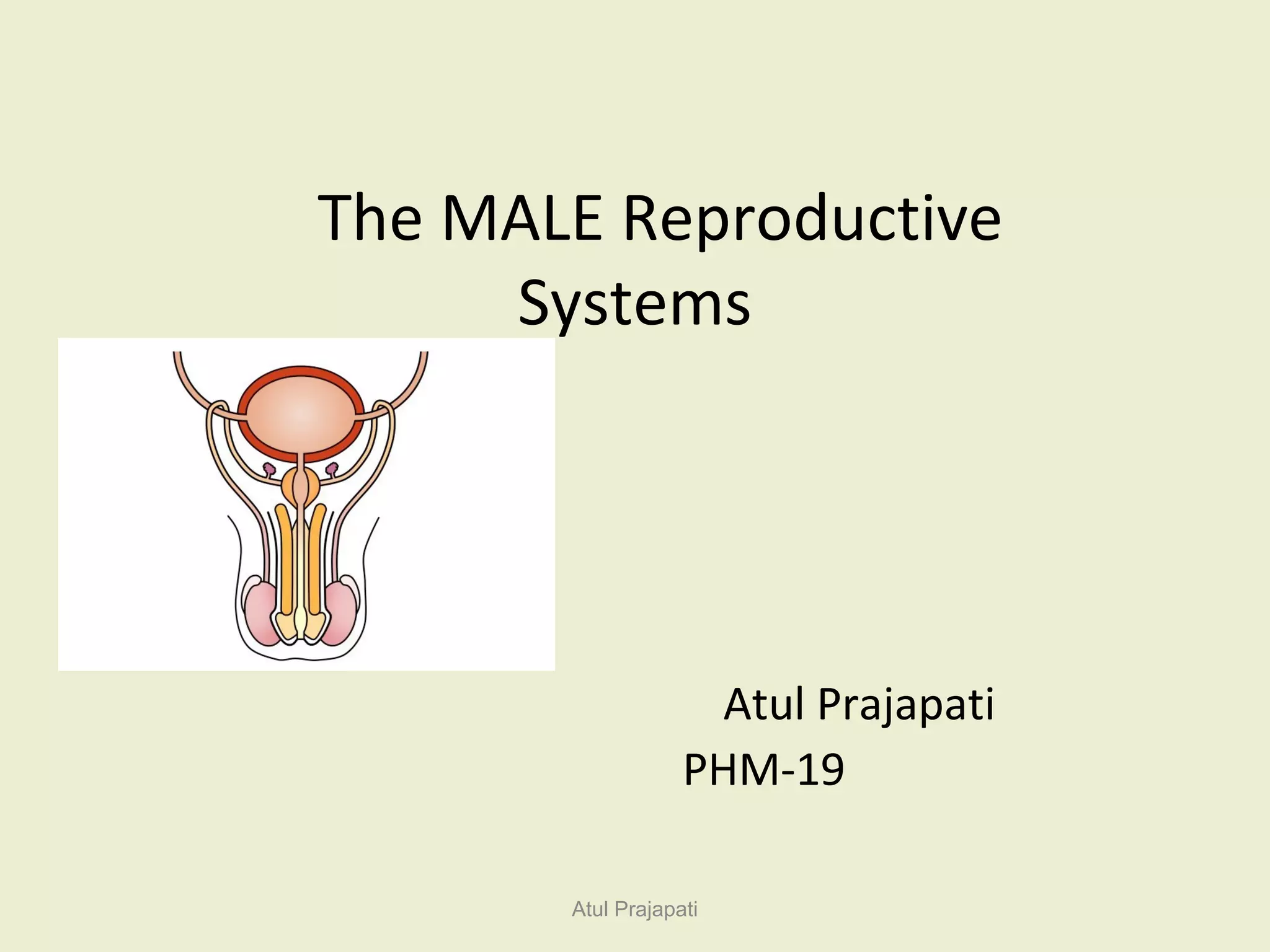 Male reproductive system | PPT