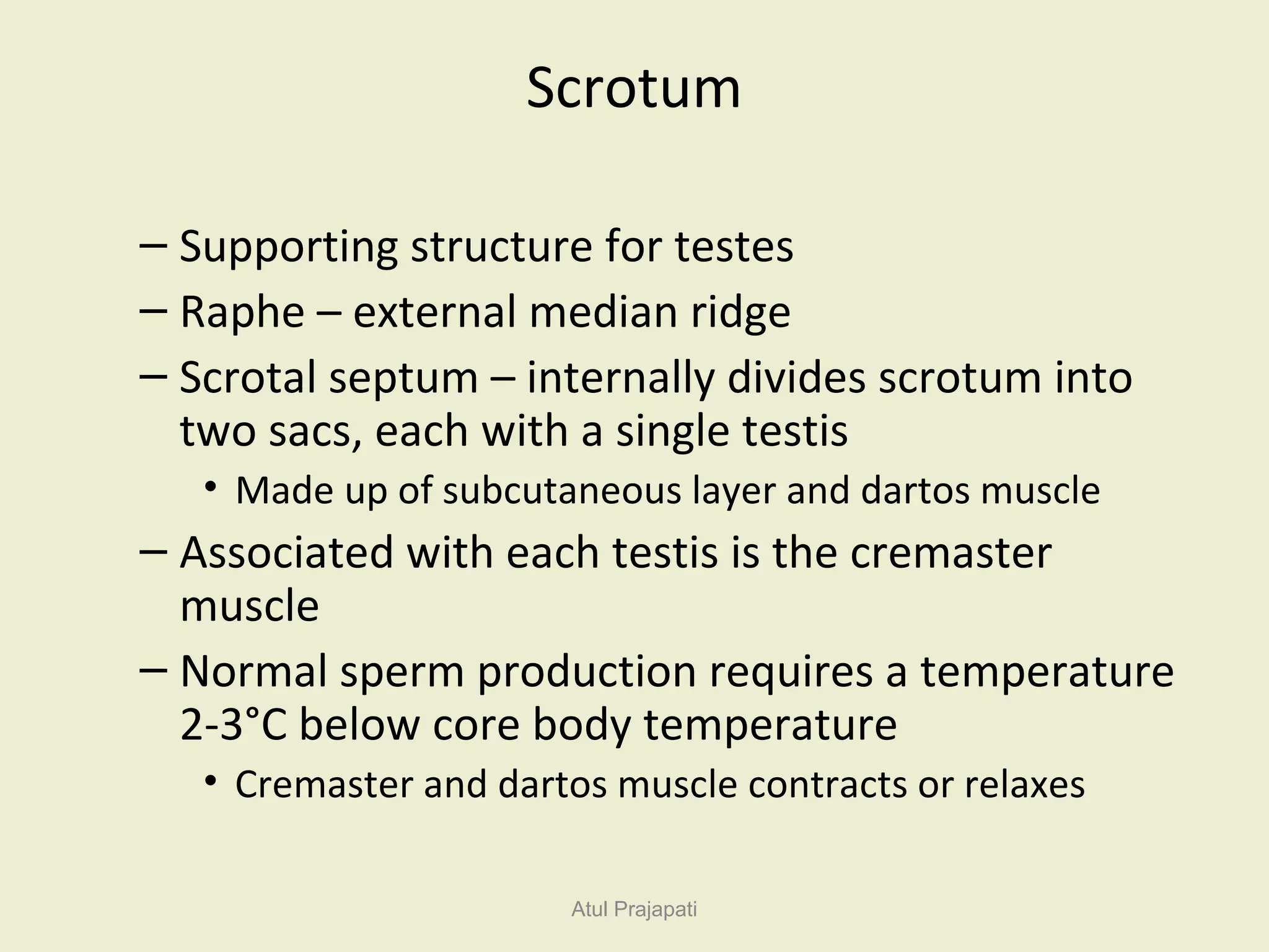 Male reproductive system | PPT