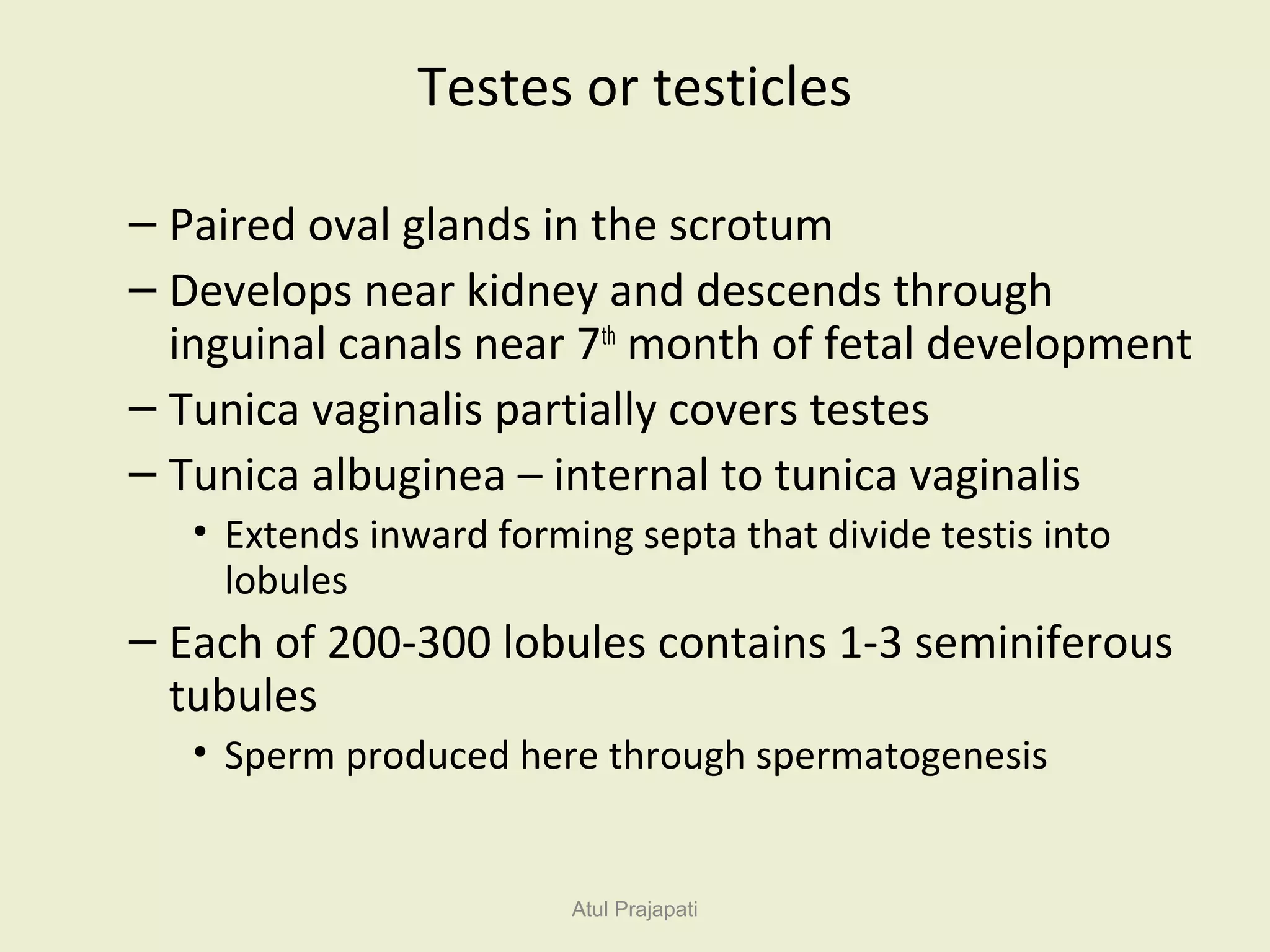 Male reproductive system | PPT