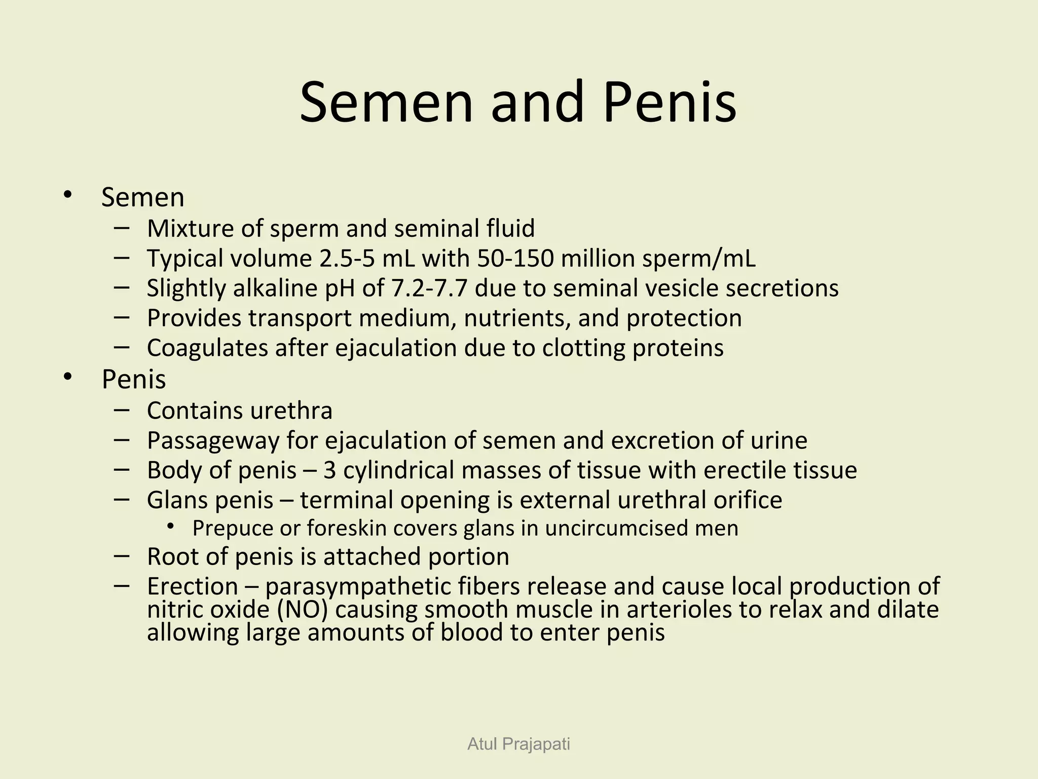 Male reproductive system | PPT