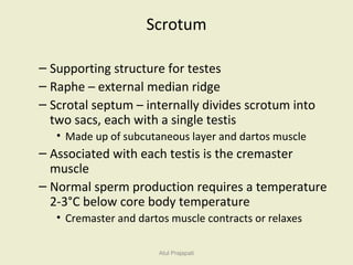 Male reproductive system | PPT