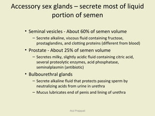 Male reproductive system | PPT