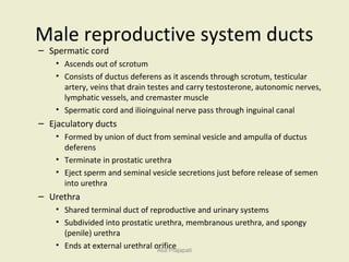 Male reproductive system | PPT