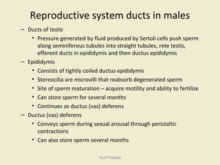 Male reproductive system | PPT