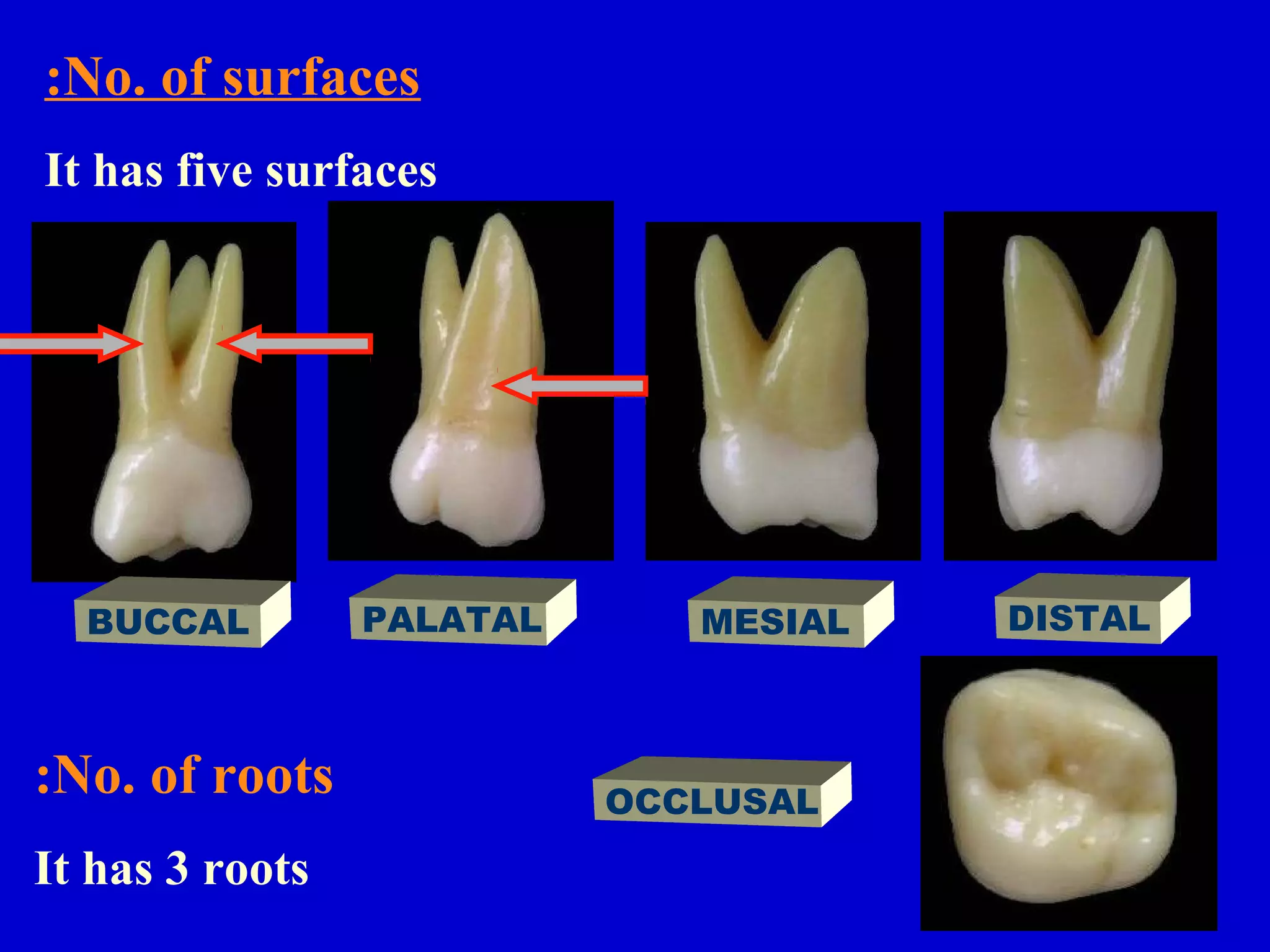 1-maxillarymolars-140113085705-phpapp02.pdf