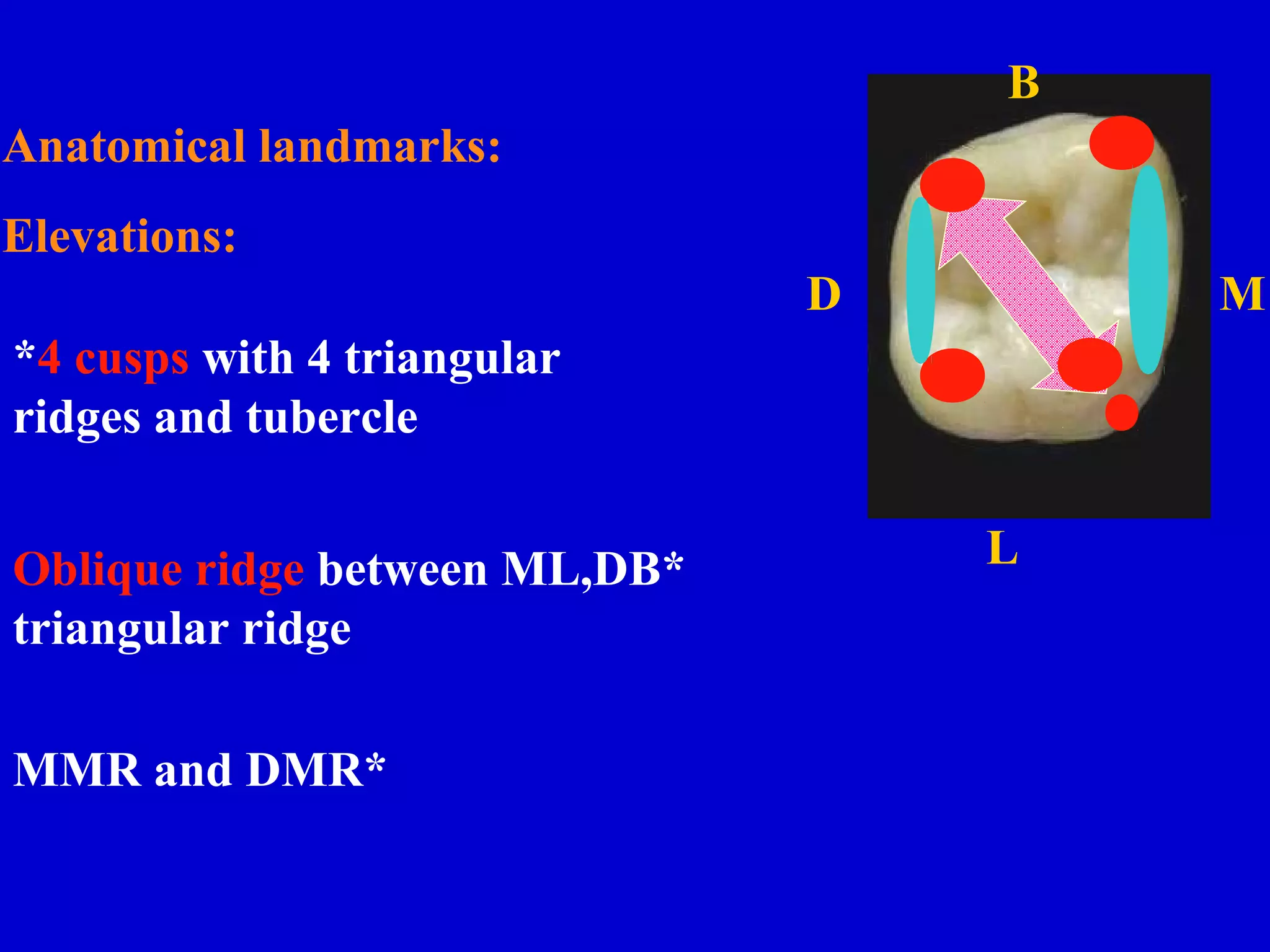 05. Maxillary Molars (Lecture) - Dentition | PPT