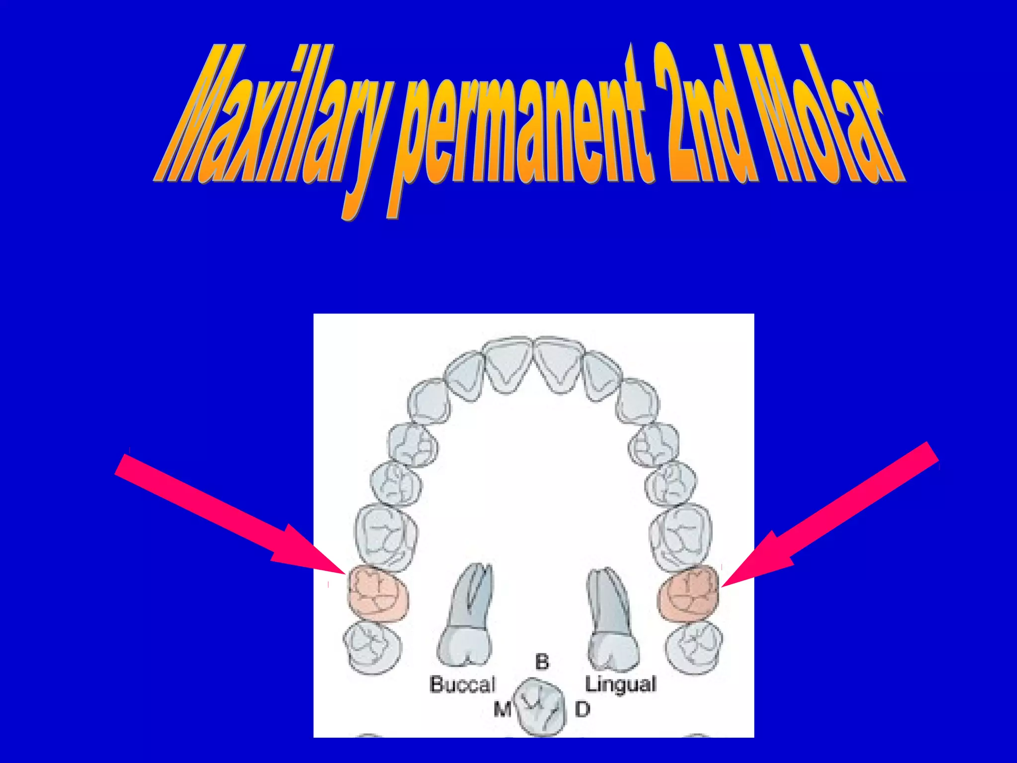 05. Maxillary Molars (Lecture) - Dentition | PPT