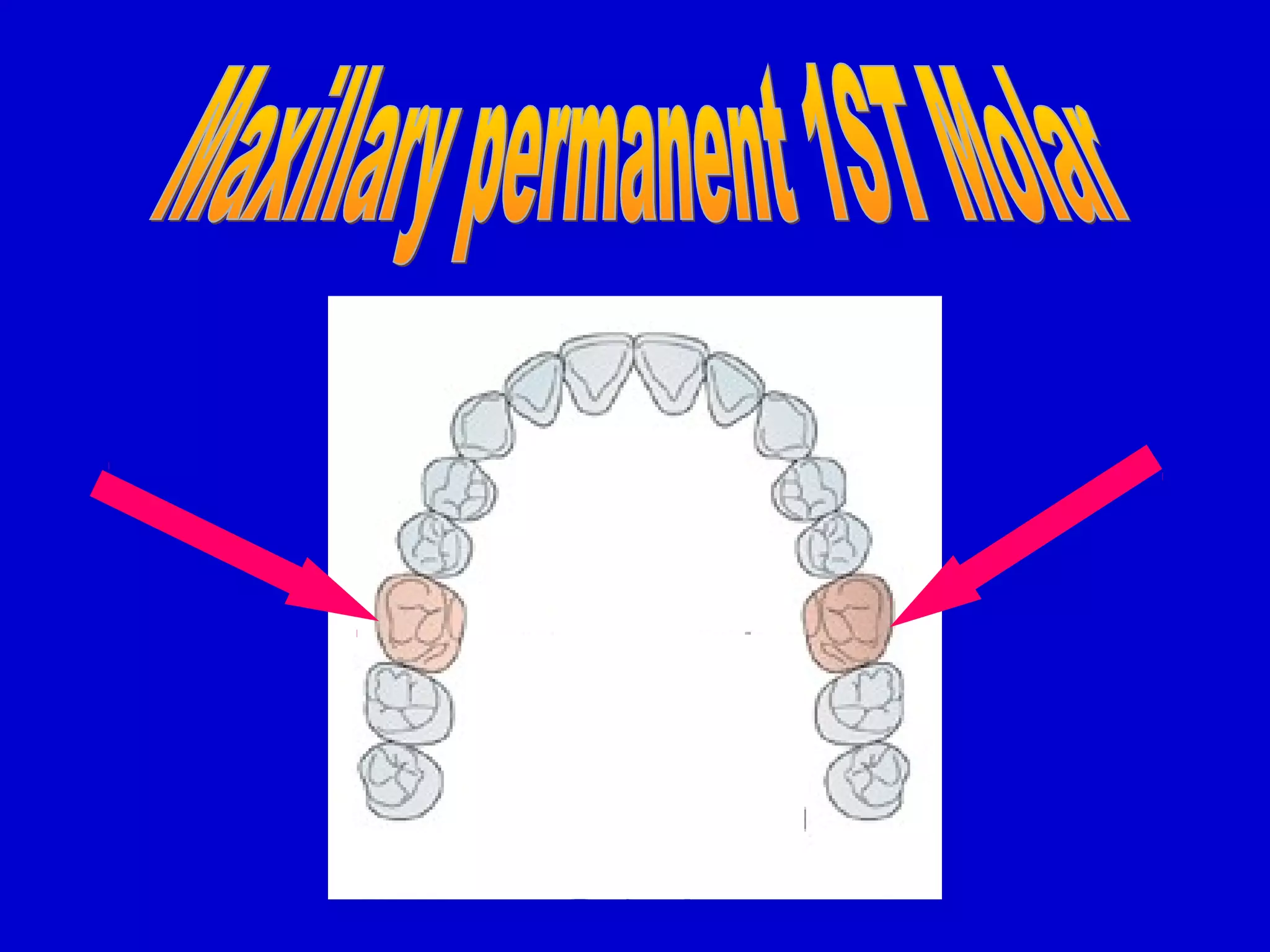 05. Maxillary Molars (Lecture) - Dentition | PPT