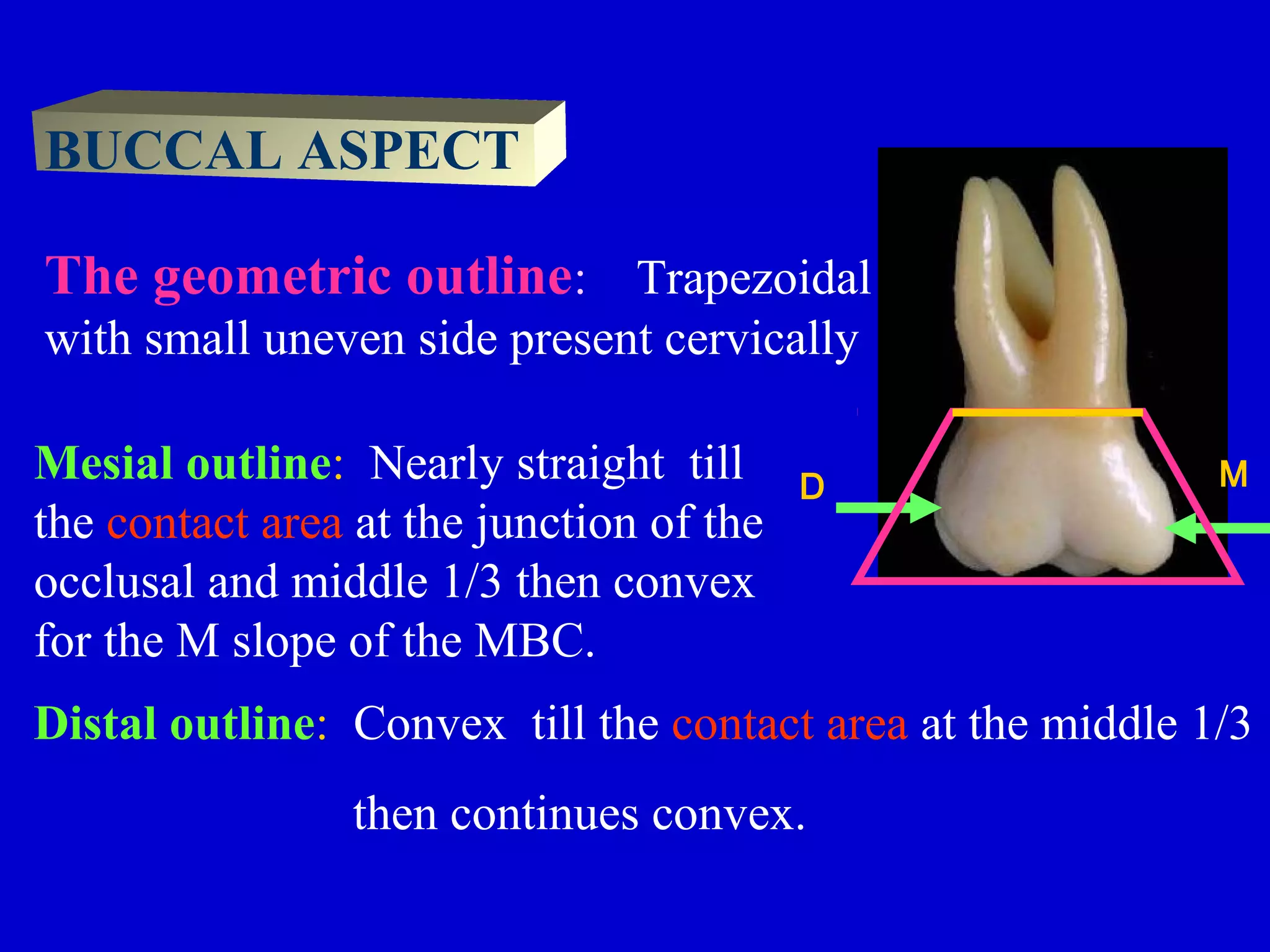 05. Maxillary Molars (Lecture) - Dentition | PPT