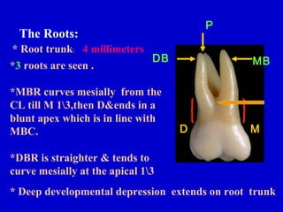 05. Maxillary Molars (Lecture) - Dentition | PPT