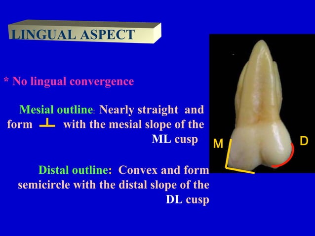 05. Maxillary Molars (Lecture) - Dentition | PPT