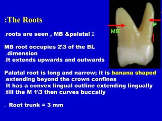 05. Maxillary Molars (Lecture) - Dentition | PPT