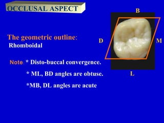 05. Maxillary Molars (Lecture) - Dentition | PPT