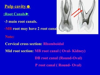 05. Maxillary Molars (Lecture) - Dentition | PPT