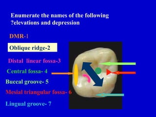 05. Maxillary Molars (Lecture) - Dentition | PPT