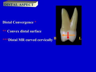 05. Maxillary Molars (Lecture) - Dentition | PPT