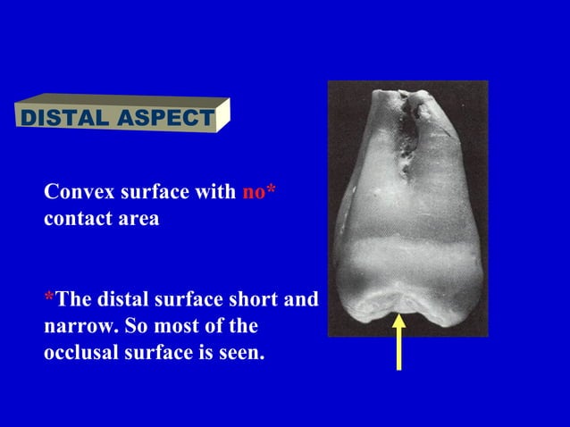 05. Maxillary Molars (Lecture) - Dentition | PPT