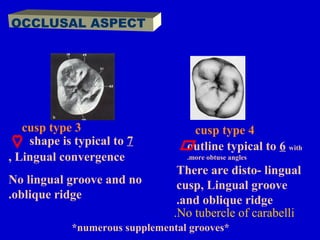 05. Maxillary Molars (Lecture) - Dentition | PPT