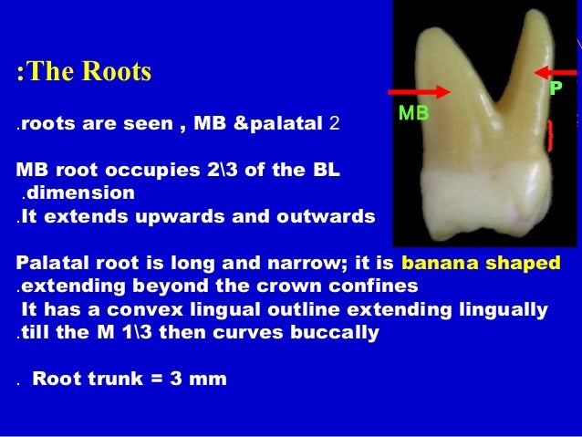 Oblique Ridge Maxillary Molars