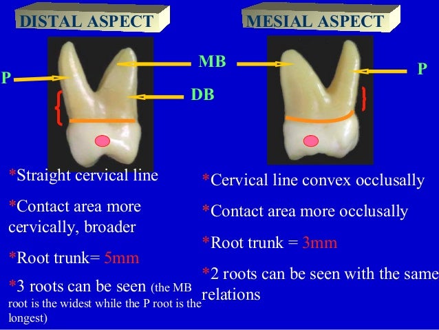 05. Maxillary Molars (Lecture) - Dentition