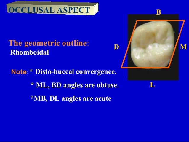 Oblique Ridge Maxillary Molars