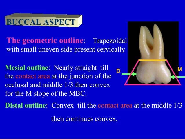 05. Maxillary Molars (Lecture) - Dentition