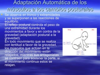 1 mecanismo normal del reflejo postural | PPT