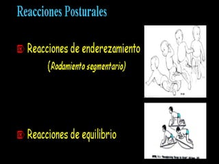 1 mecanismo normal del reflejo postural | PPT