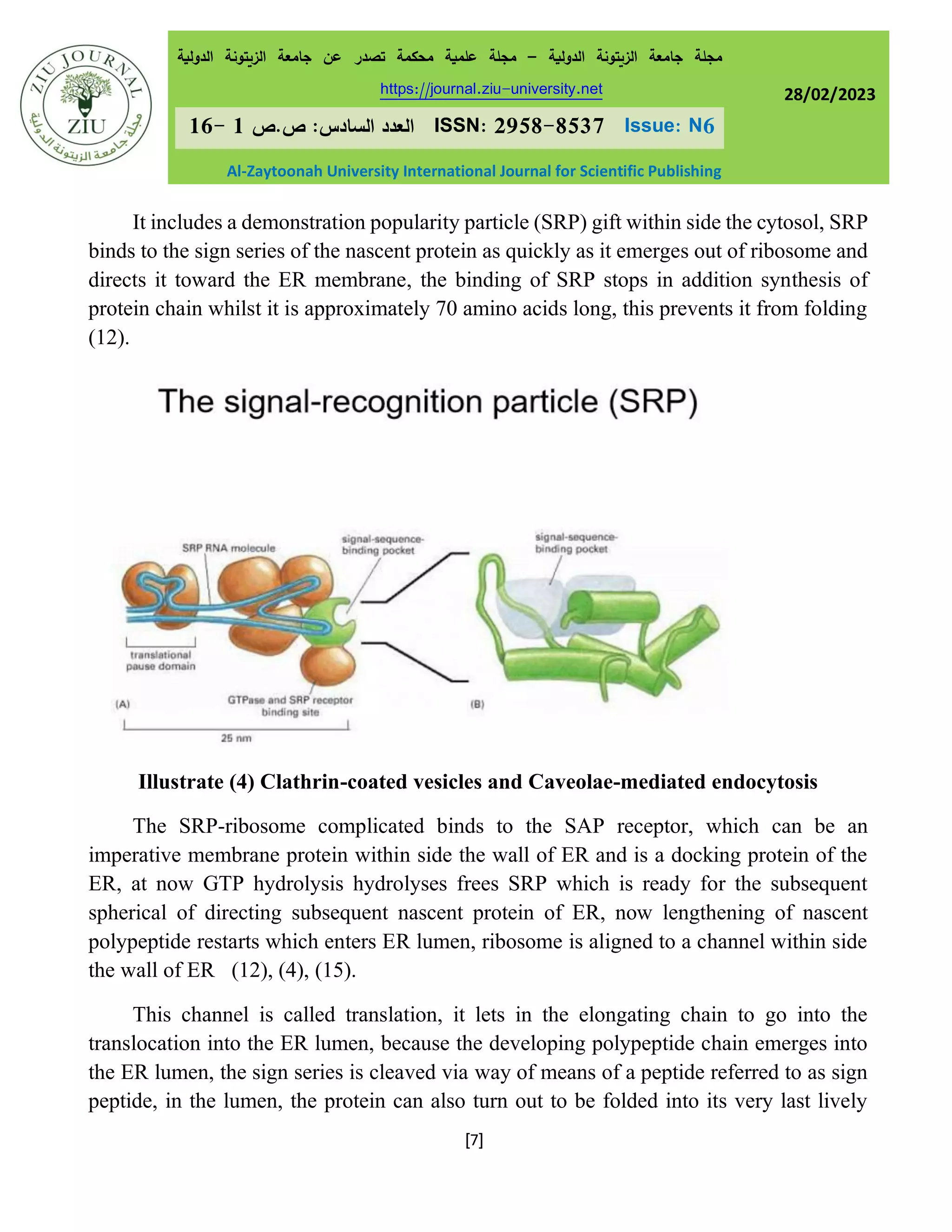 Mechanism of Targeting Protein and Signals Recognition Particle in Eukaryotic Cells.pdf
